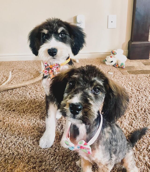 Eruption – REDY NUTRIENTS